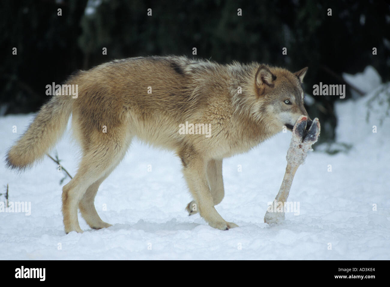 Gray Wolves Eating