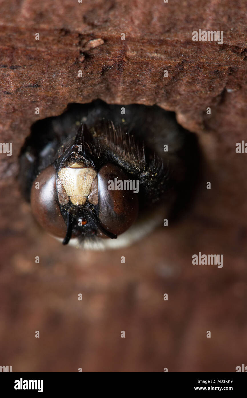 A carpenter bee in its nest Stock Photo - Alamy