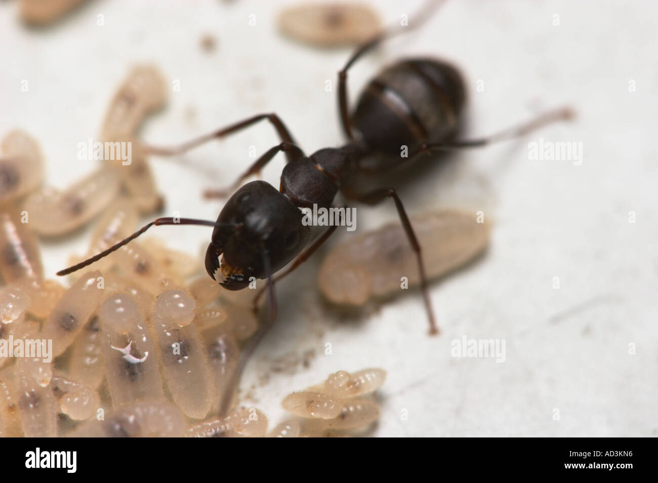 Worker carpenter ants with pupae Stock Photo - Alamy