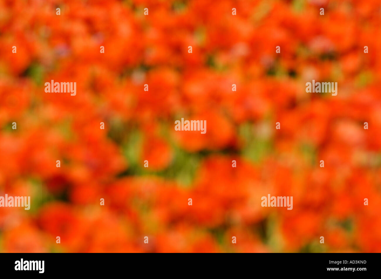 Abstract image of poppies in Poppy land near Cromer in North Norfolk ...