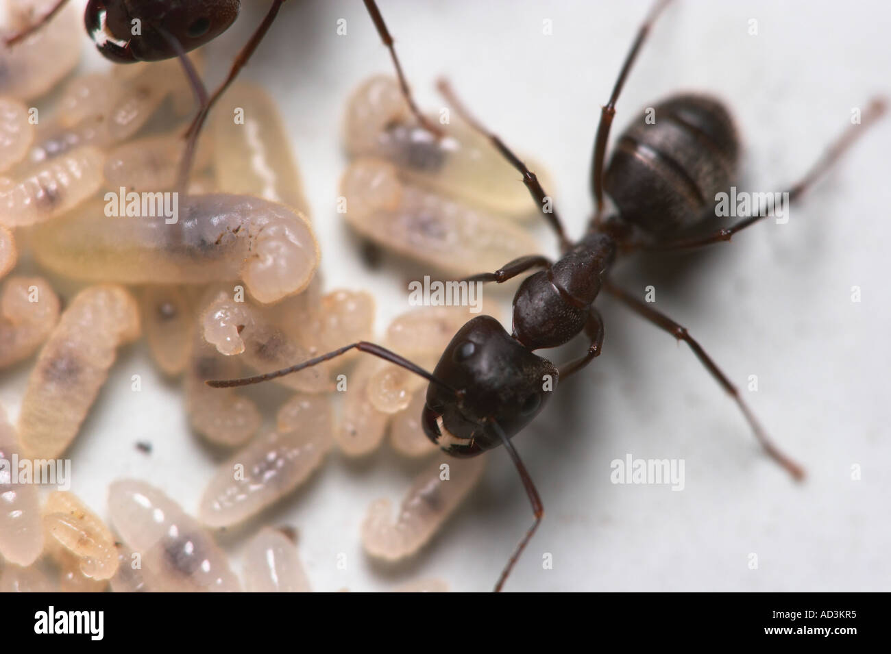 Black carpenter ants camponotus pennsylvanicus hi-res stock photography and images - Alamy