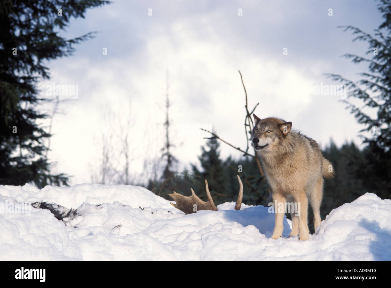 gray wolf Canis lupus on a dead moose Alces alces in the foothills of ...