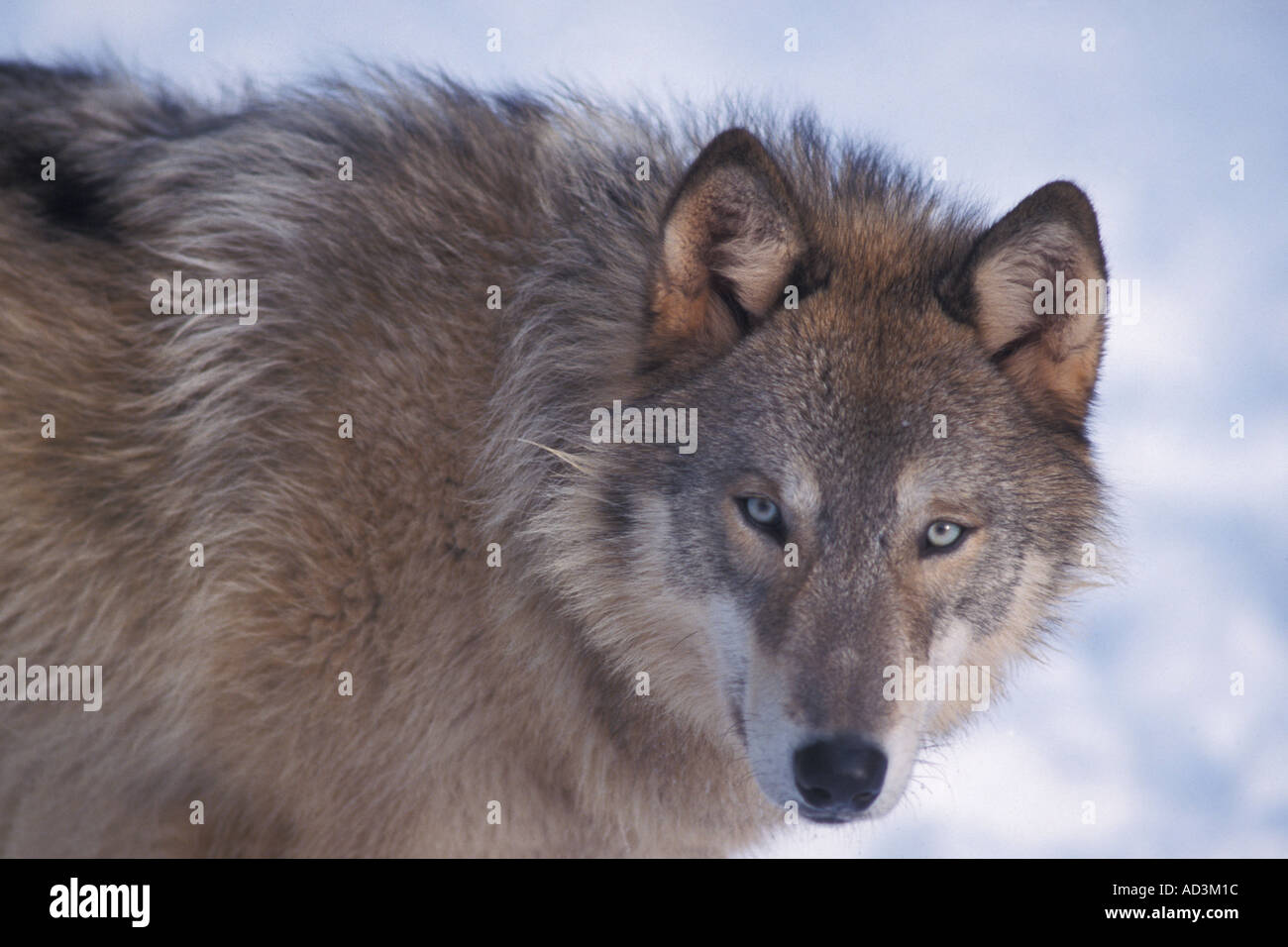 gray wolf Canis lupus in the foothills of the Takshanuk mountains ...