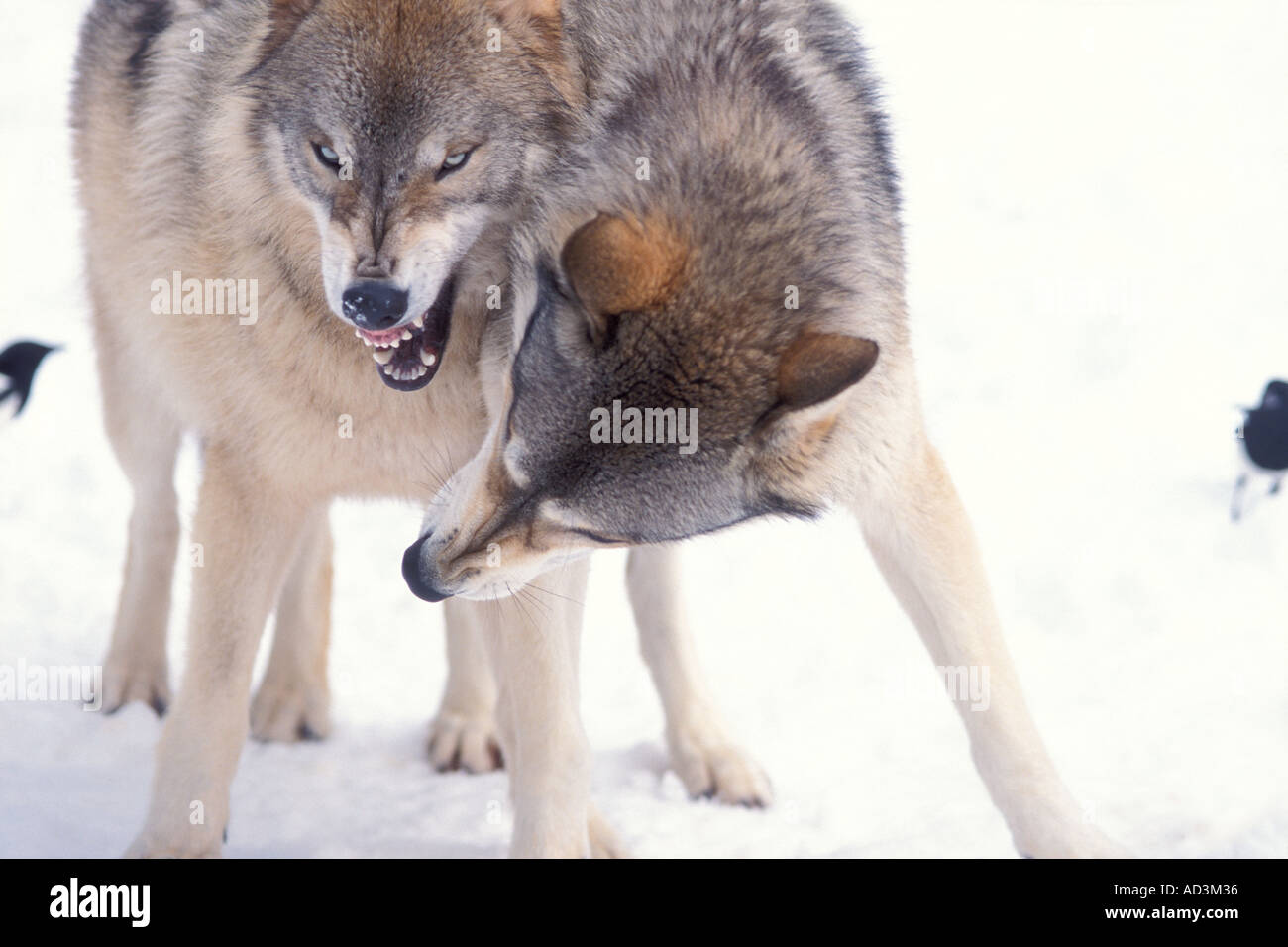 gray wolf Canis lupus a pair in the foothills of the Takshanuk ...