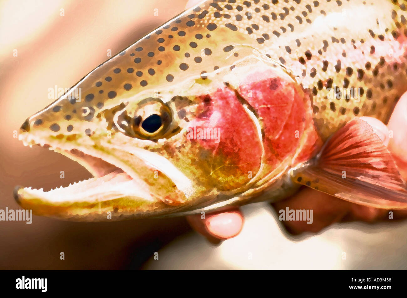 Watercolor rendition of Wild Rainbow Trout Stock Photo - Alamy