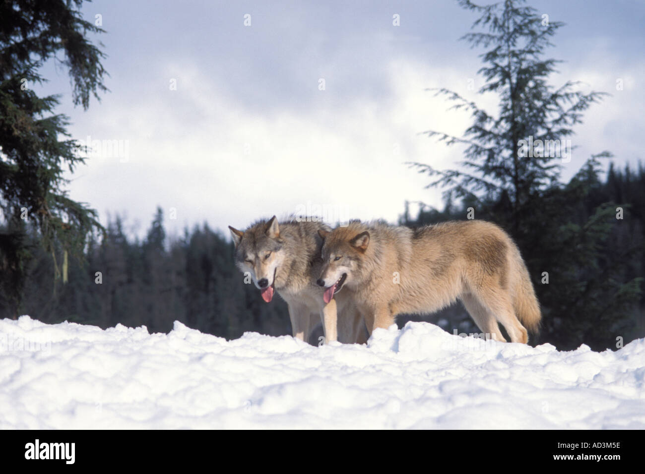 gray wolf Canis lupus a pair with their tongues out in the foothills of ...