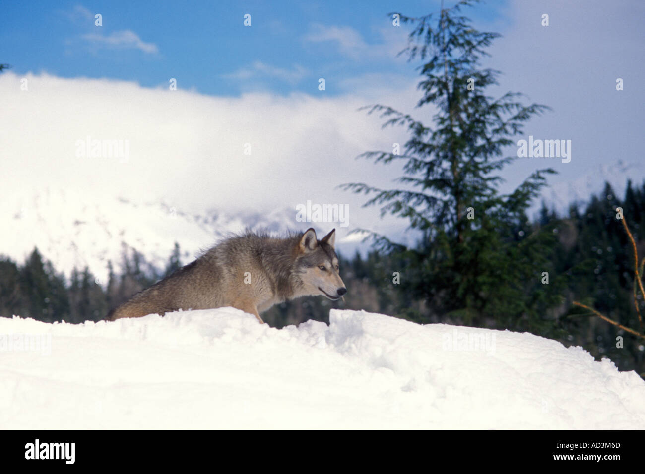 gray wolf Canis lupus in the foothills of the Takshanuk mountains ...