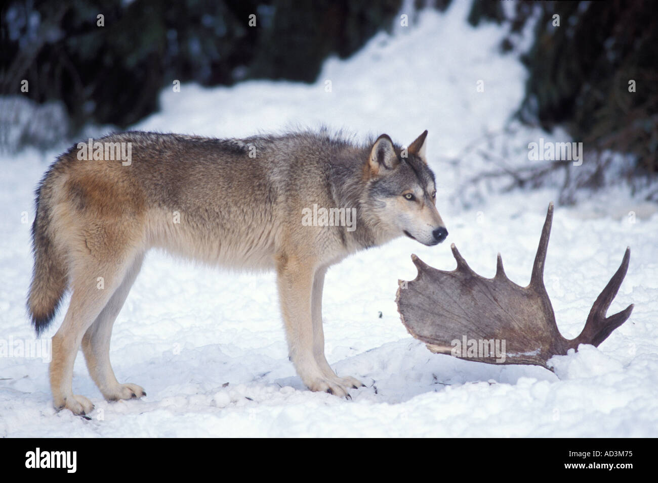 gray wolf Canis lupus on a dead moose Alces alces in the foothills of ...