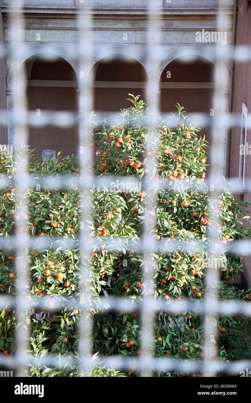 orange tree seen through fence Stock Photo - Alamy