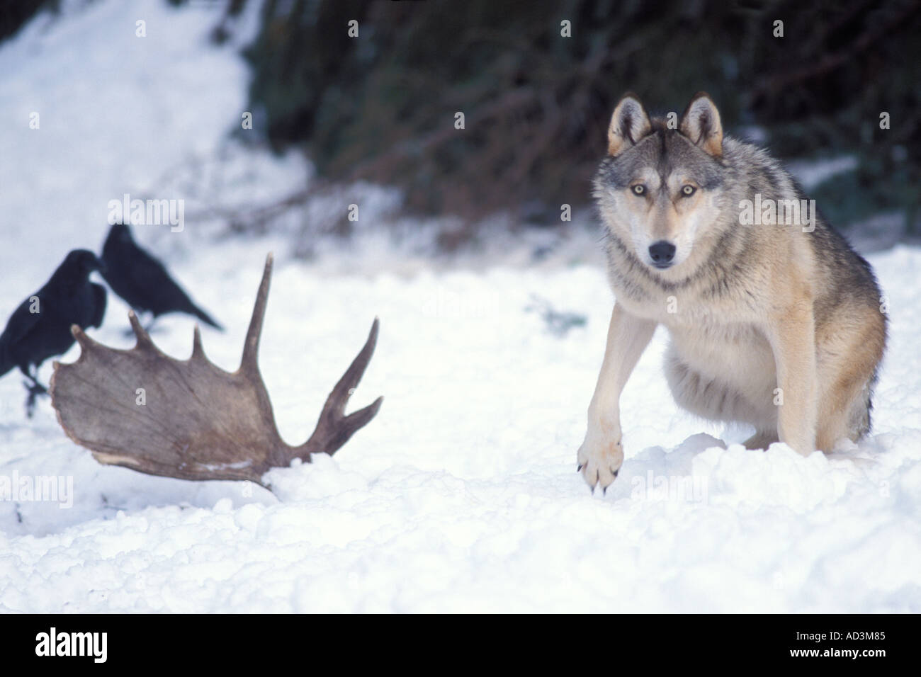 gray wolf Canis lupus feeding on a moose Alces alces with common ravens ...