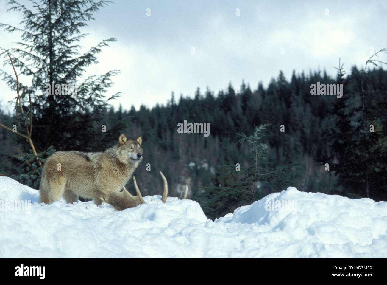 gray wolf Canis lupus on a dead moose Alces alces in the foothills of ...