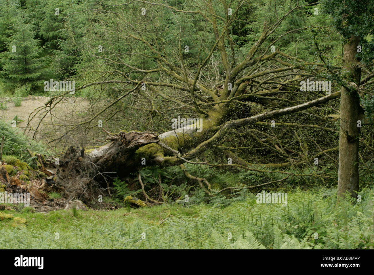 Spoilation hi-res stock photography and images - Alamy