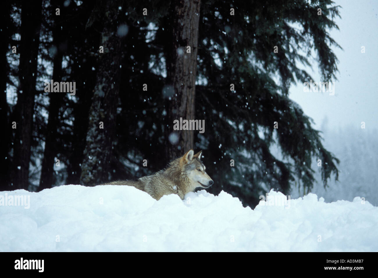gray wolf Canis lupus in the foothills of the Takshanuk mountains ...