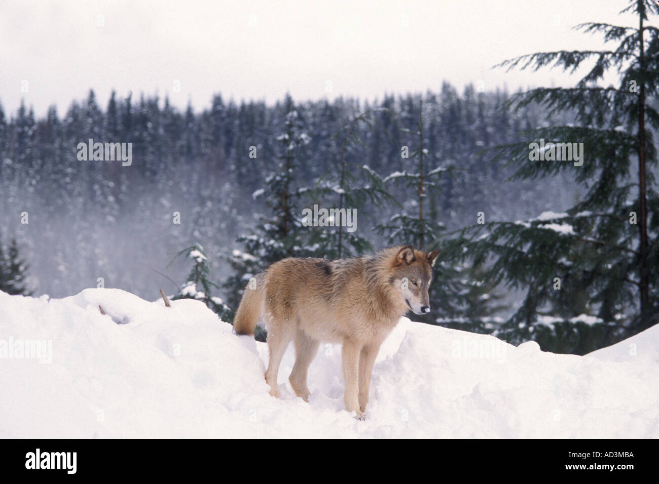 Alaska northern grey wolf hi-res stock photography and images - Alamy