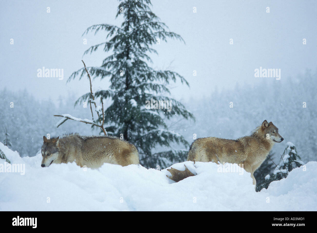 Dead moose wolf hi-res stock photography and images - Alamy