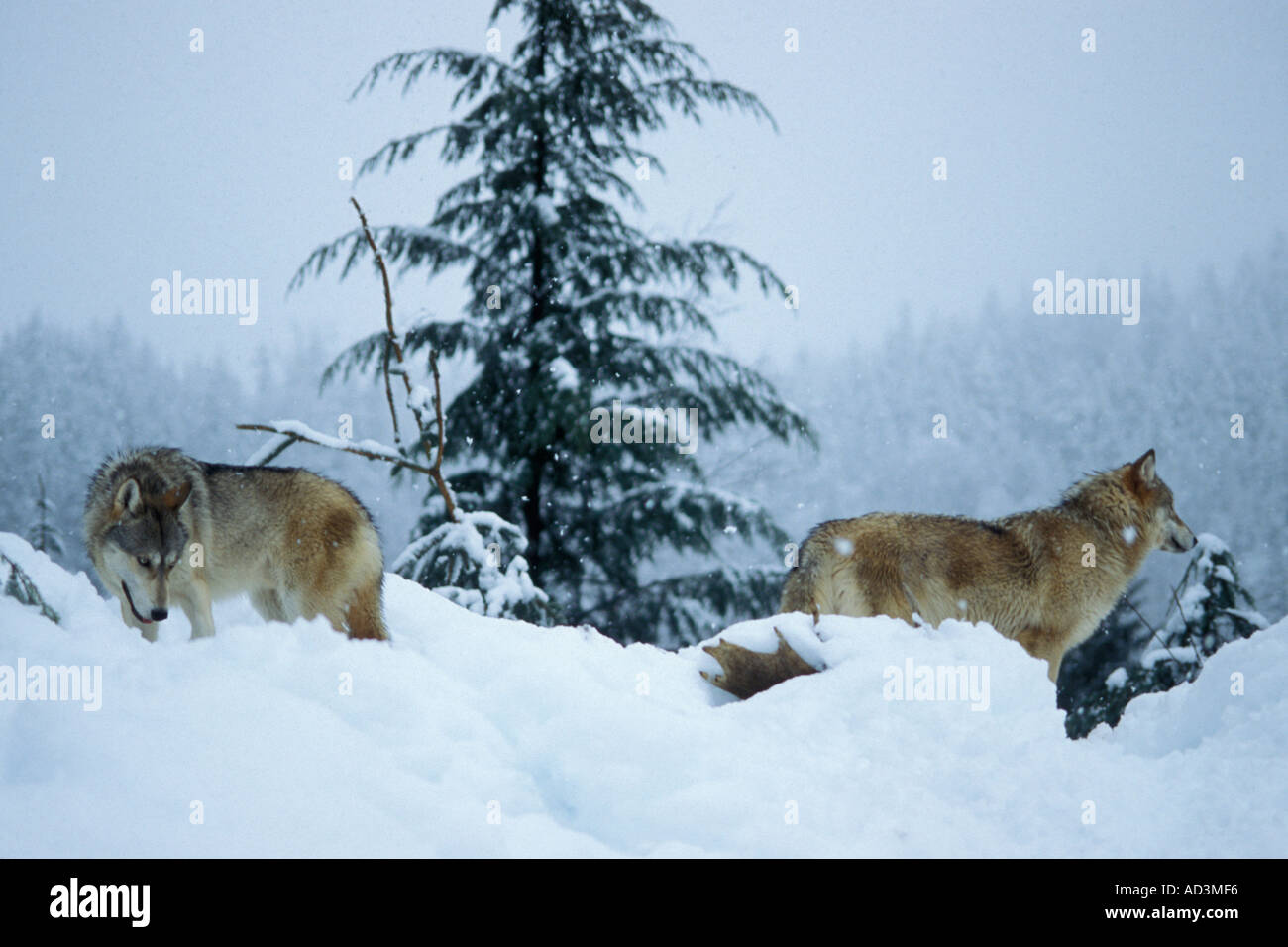 gray wolf Canis lupus a pair in the foothills of the Takshanuk ...