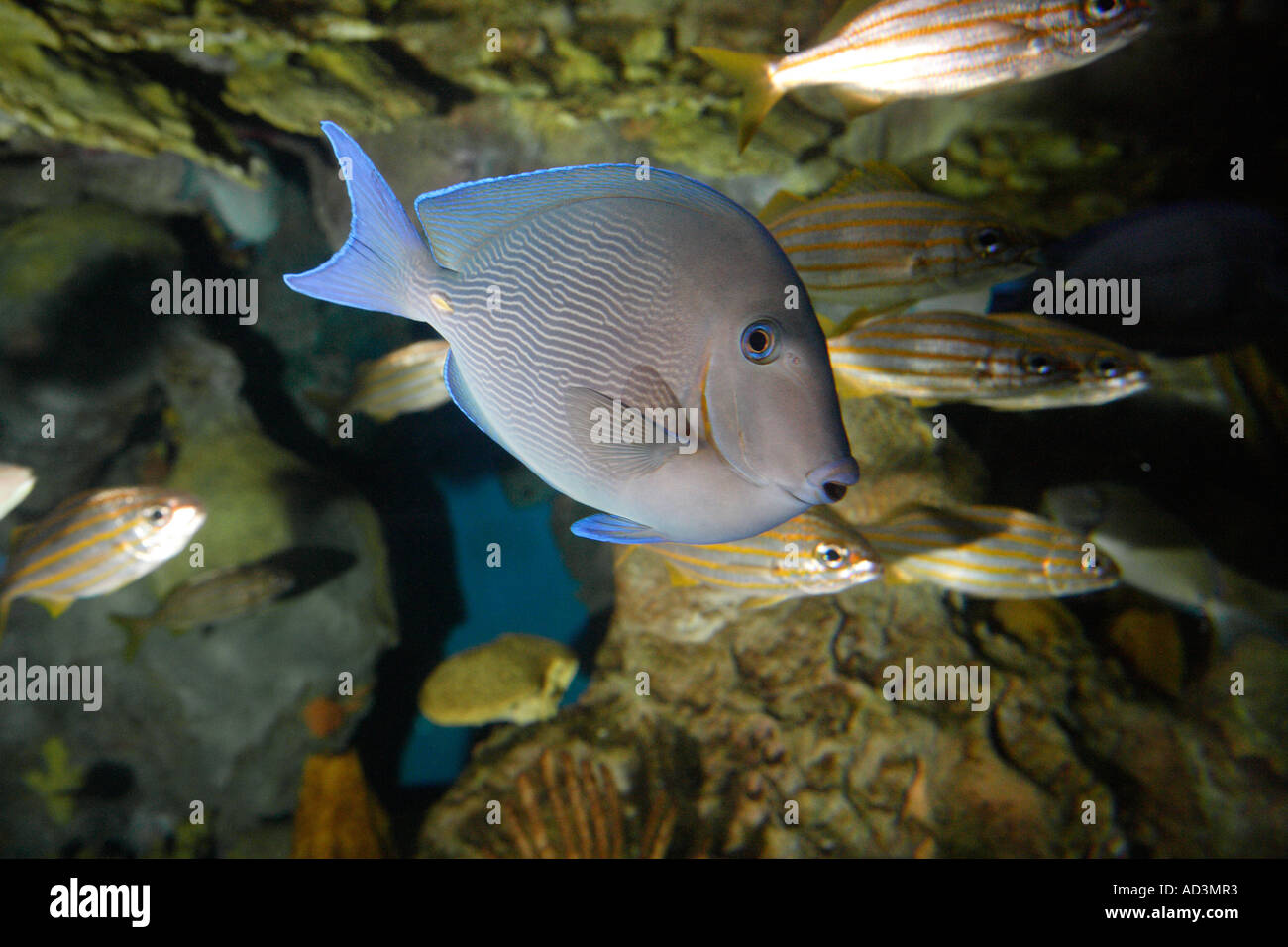 Atlantic Blue Tang Acanthurus coeruleus Stock Photo - Alamy