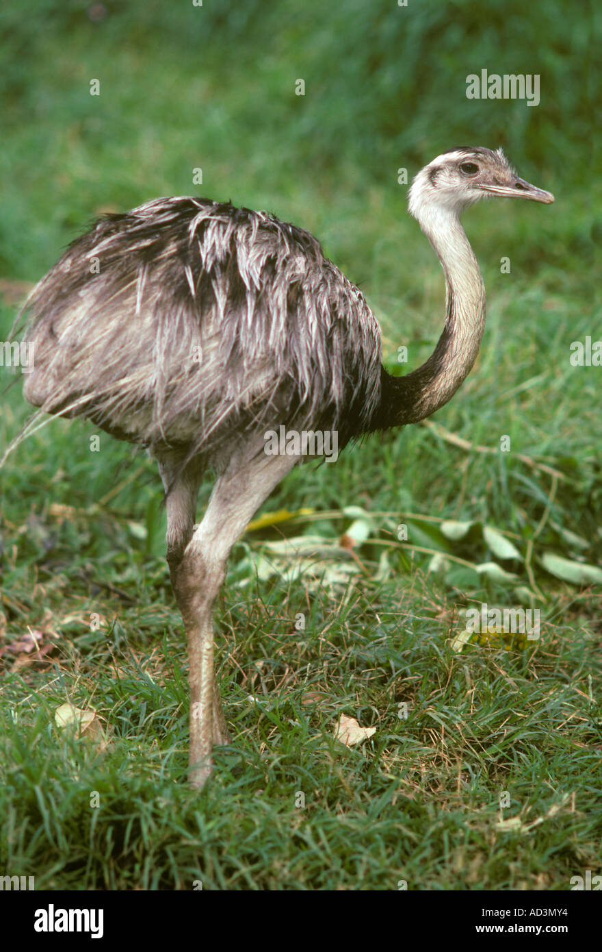 Common Rhea Rhea americana Stock Photo - Alamy