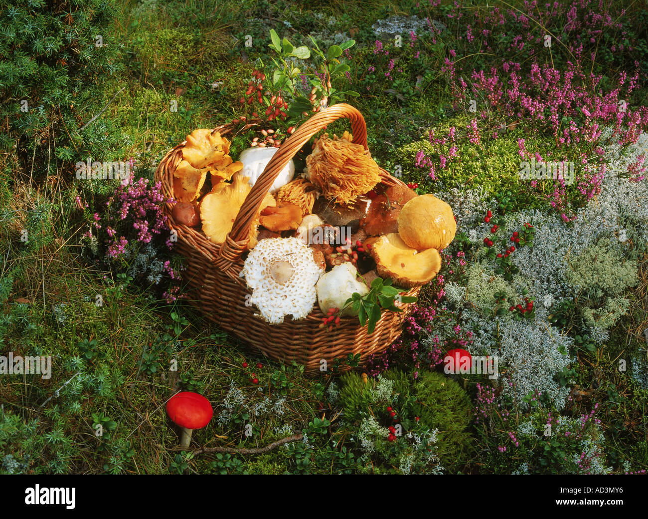 Basket of freshly picked mushrooms and fungi in Sweden Stock Photo - Alamy