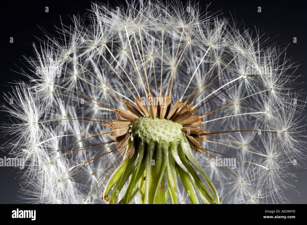 Dandylion hi-res stock photography and images - Alamy