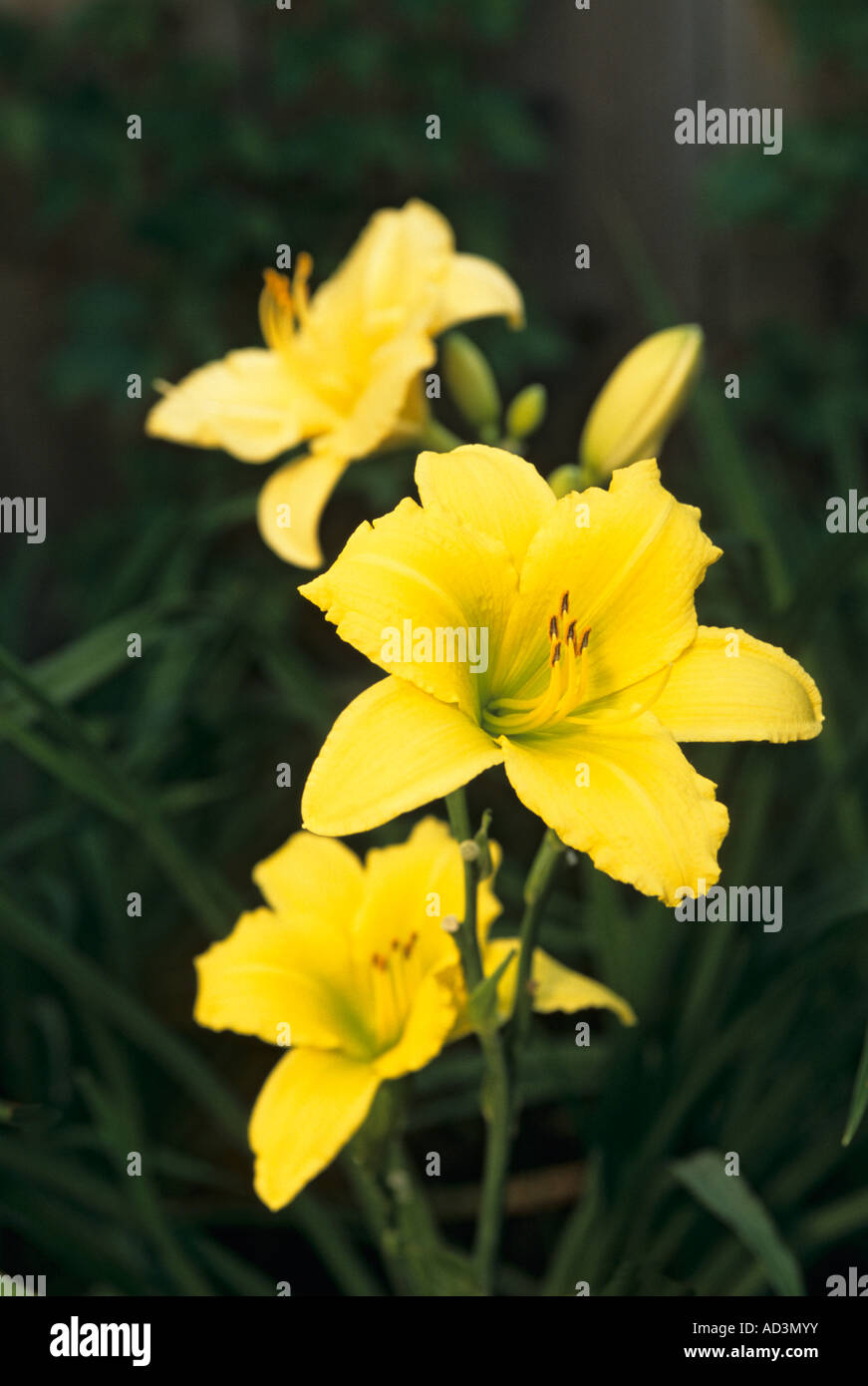 Happy returns daylilies hi-res stock photography and images - Alamy