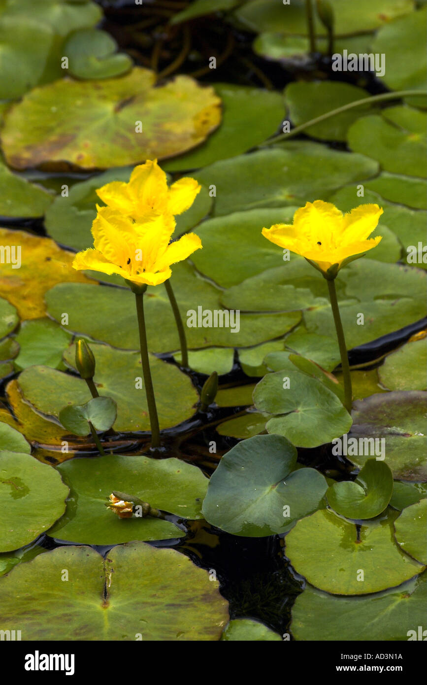Small yellow water lily Stock Photo - Alamy