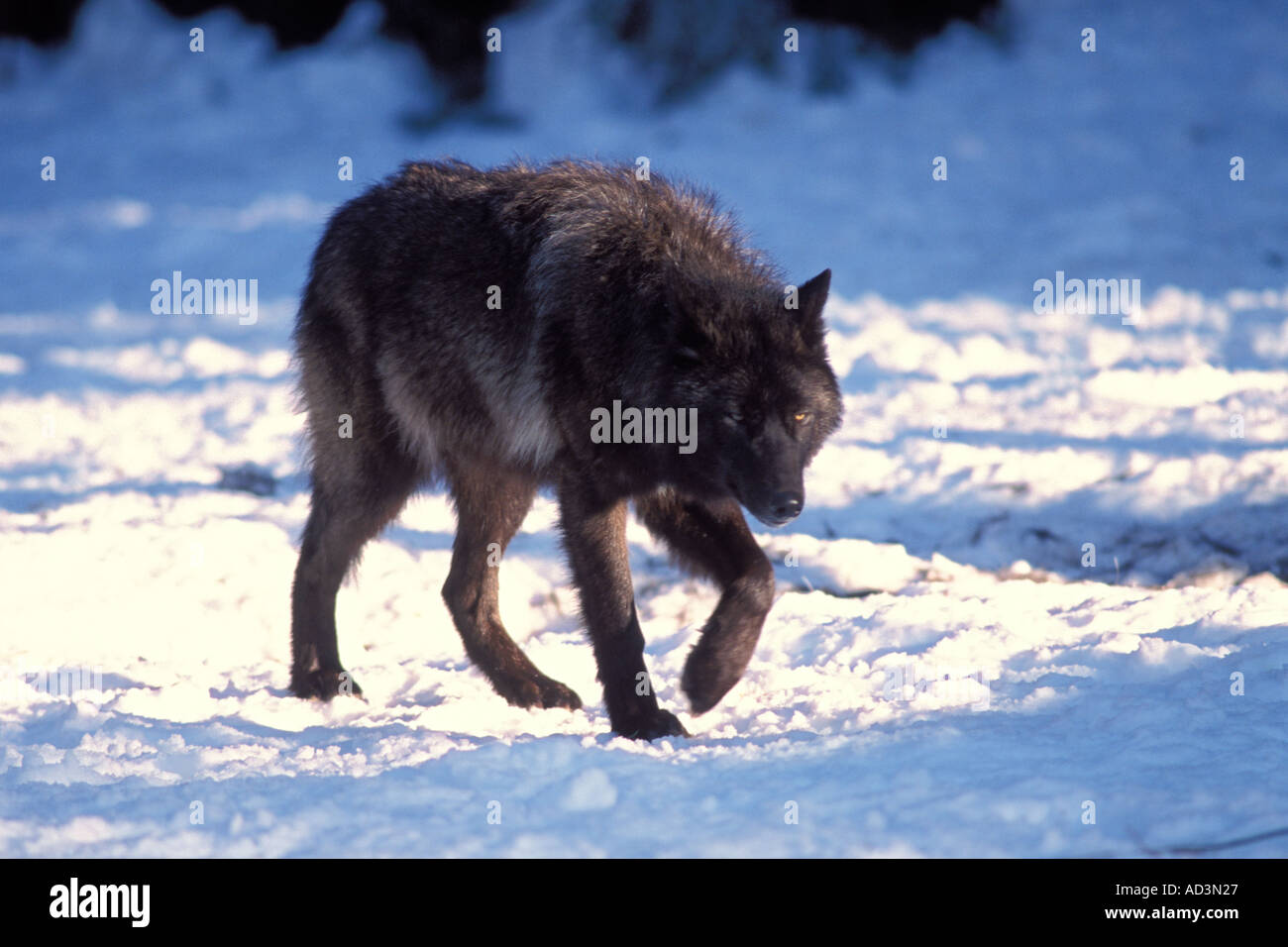 gray wolf Canis lupus female with a black coat in the foothills of the ...