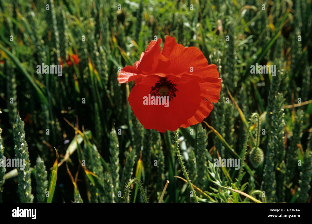 SURREY UK June A common poppy surrounded by growing barley heads ...