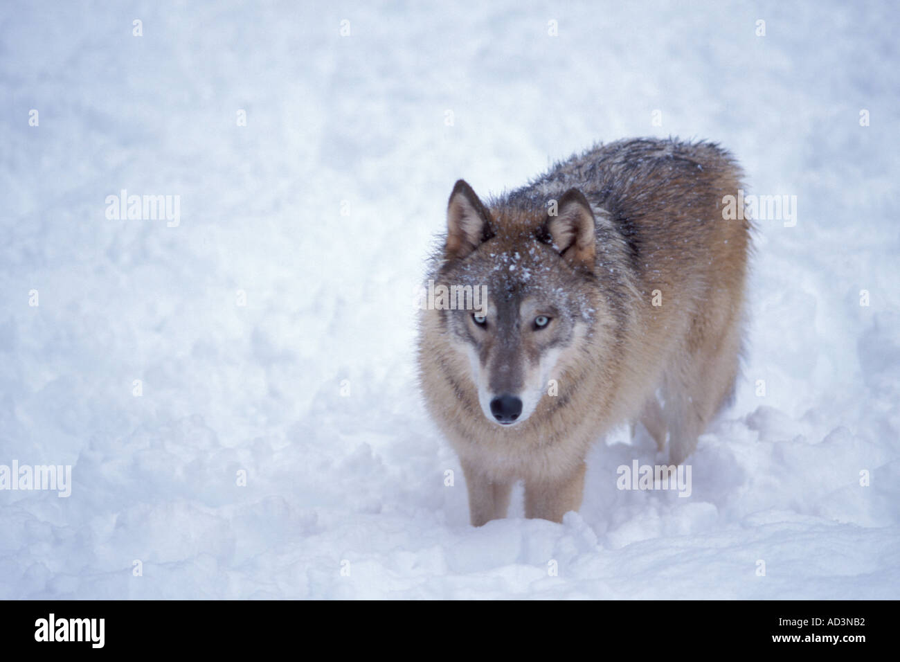 gray wolf Canis lupus knee deep in the foothills of the Takshanuk ...