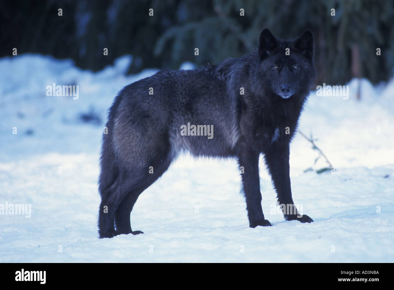 gray wolf Canis lupus female with a black coat in the foothills of the ...