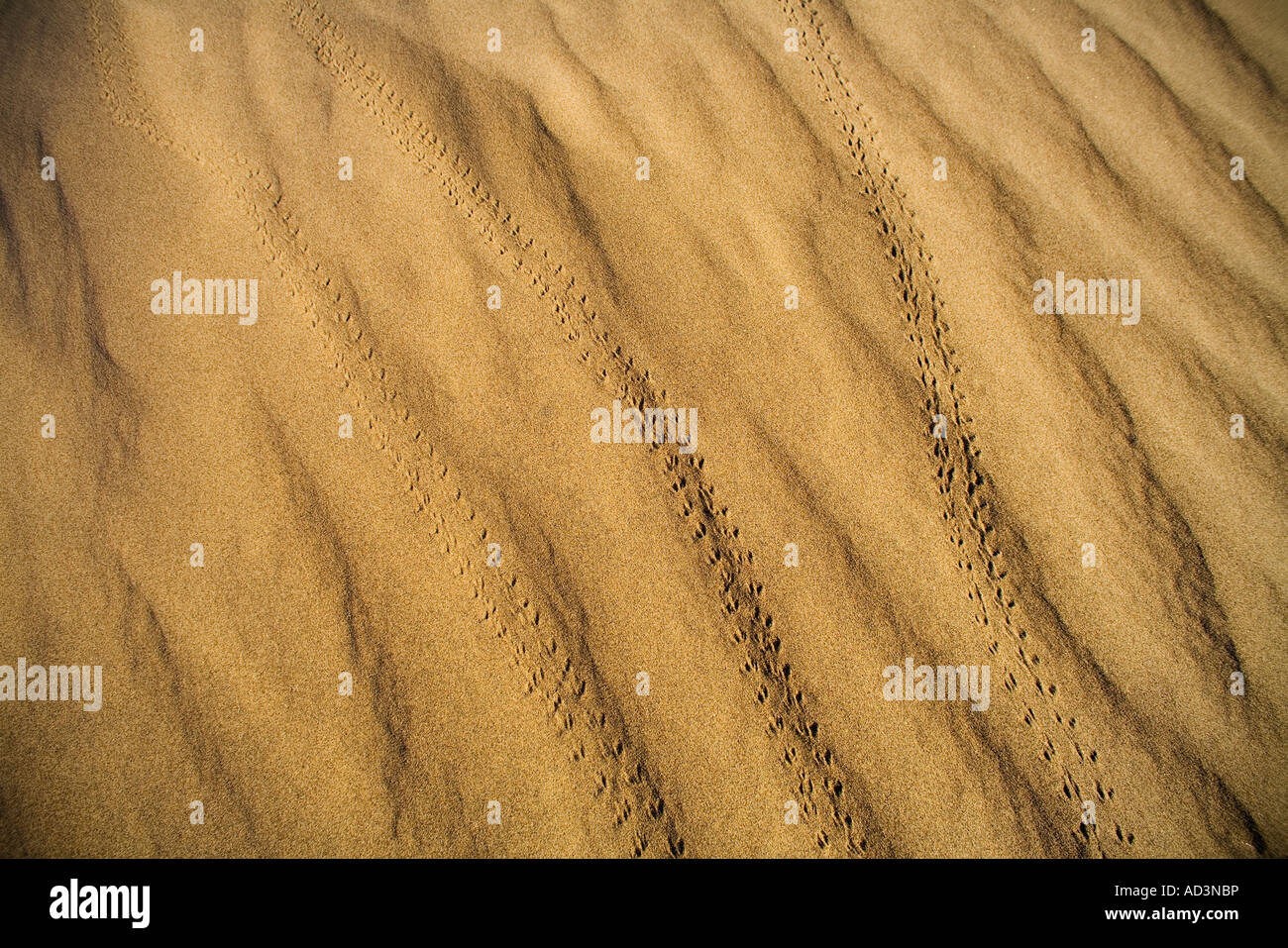 Beetle tracks in sand Stock Photo - Alamy