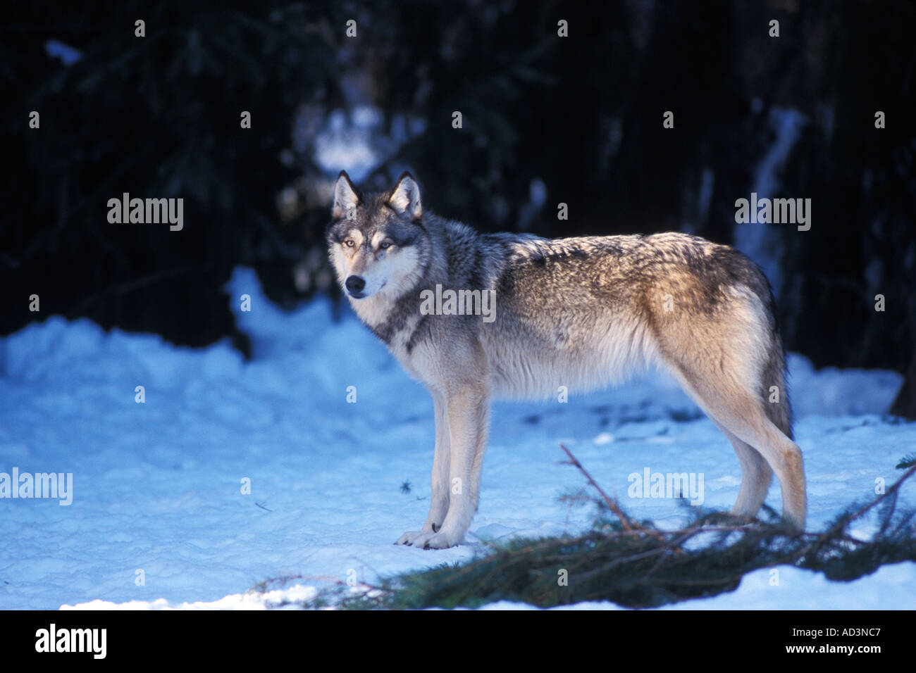 gray wolf Canis lupus in the foothills of the Takshanuk mountains ...