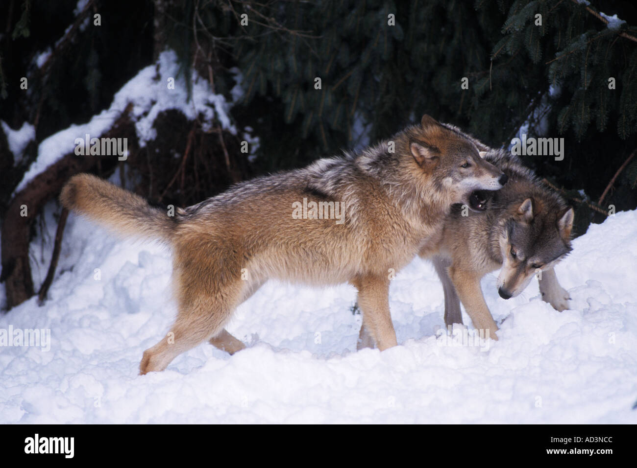 gray wolf Canis lupus a pair playing in the foothills of the Takshanuk ...