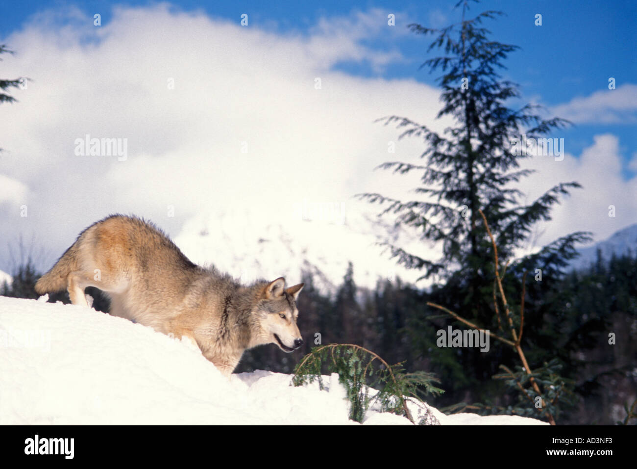 gray wolf Canis lupus in the foothills of the Takshanuk mountains ...
