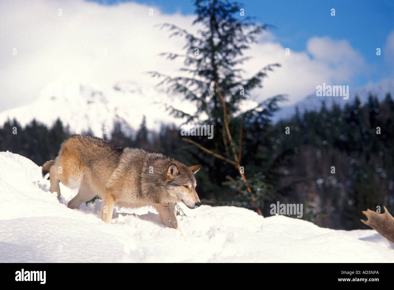 gray wolf Canis lupus on a dead moose Alces alces in the foothills of ...
