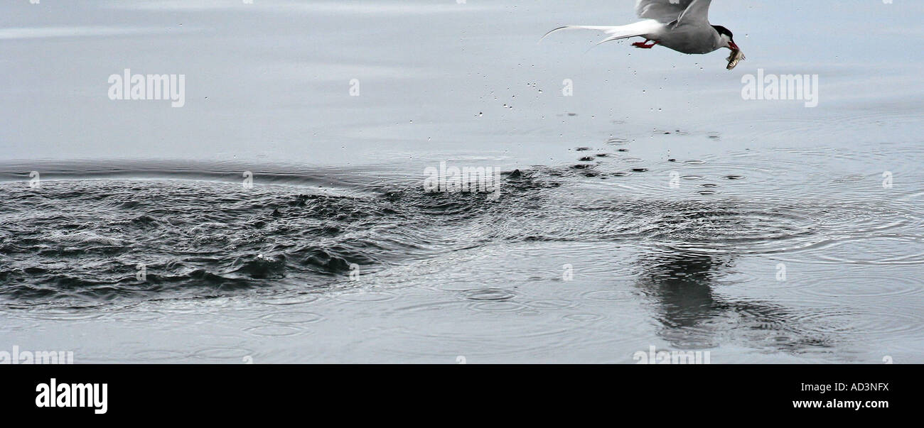Common tern scotland hi-res stock photography and images - Alamy