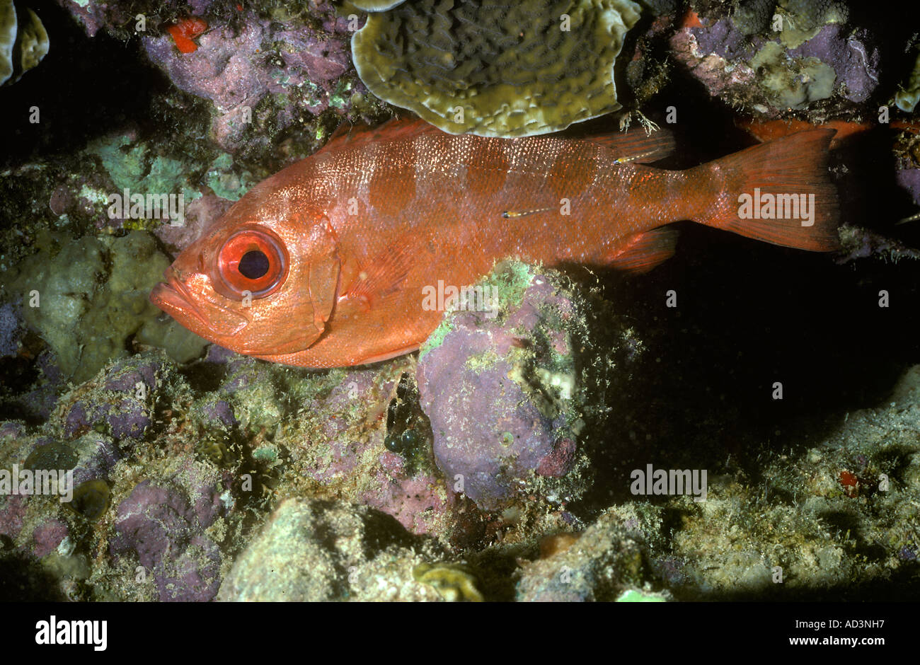 Glasseye snapper hi-res stock photography and images - Alamy