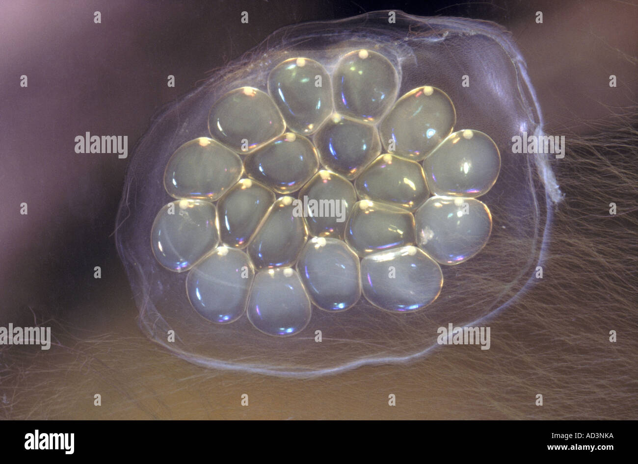 Orb snail egg cluster hi-res stock photography and images - Alamy