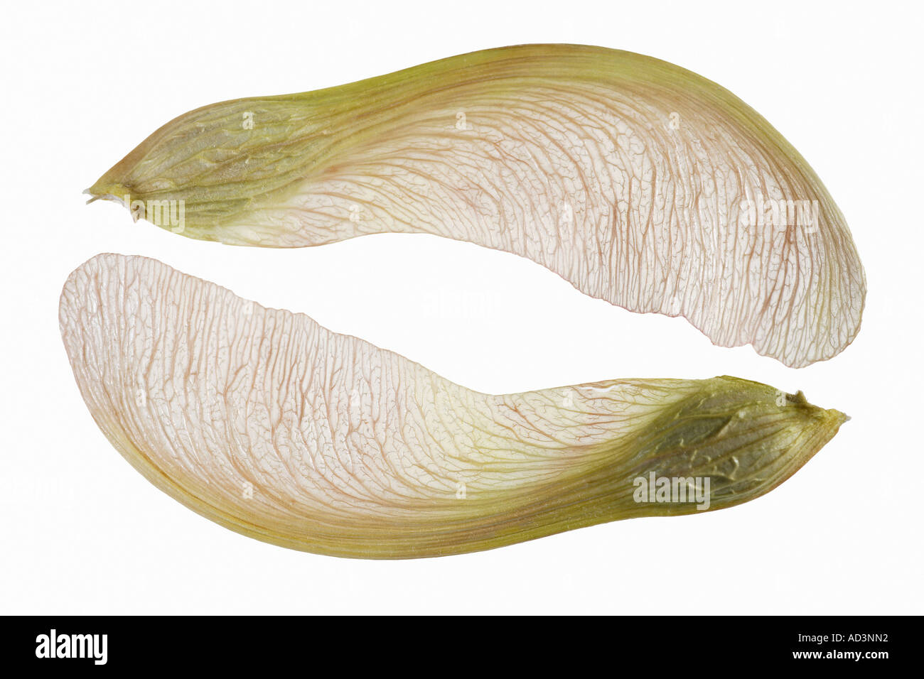 Winged seeds hi-res stock photography and images - Alamy