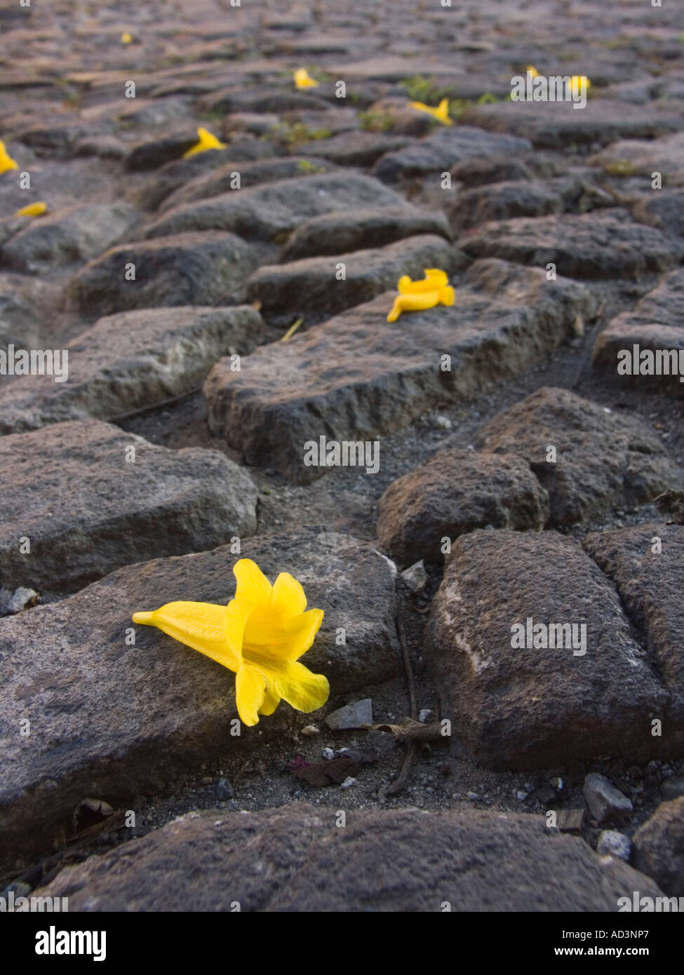 Flowers and paving stones volcanic stone Stock Photo - Alamy
