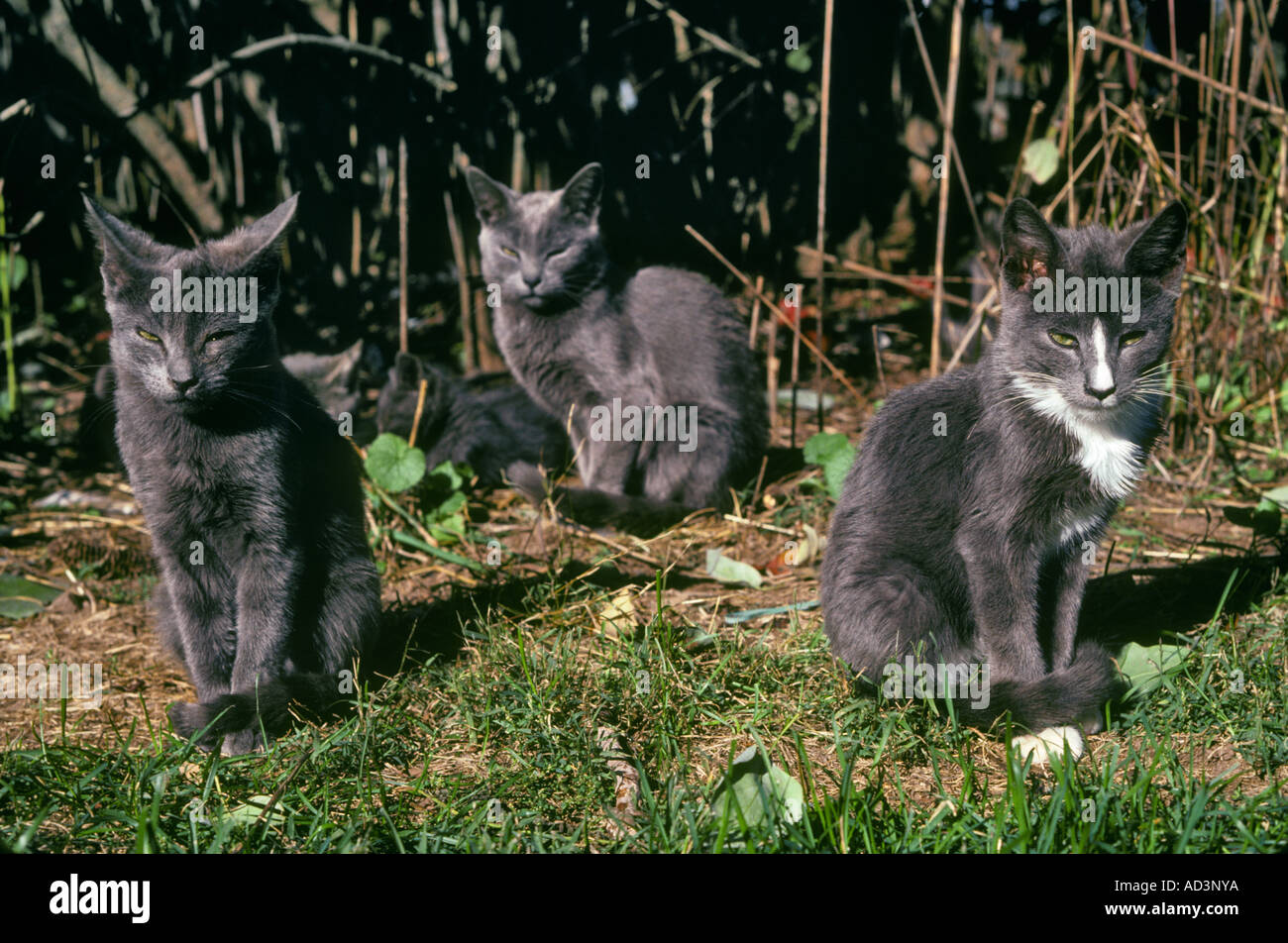 Trio of cats hi-res stock photography and images - Alamy