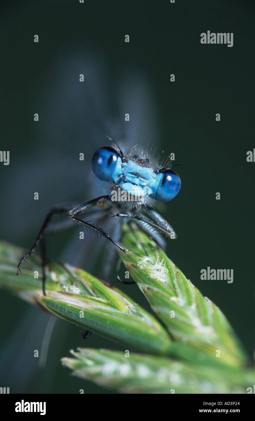 Blue damselfly close up hi-res stock photography and images - Alamy