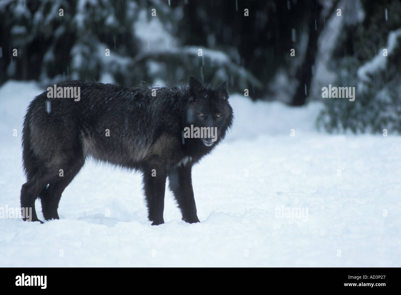 gray wolf Canis lupus a gray and a black wolf together in the foothills ...