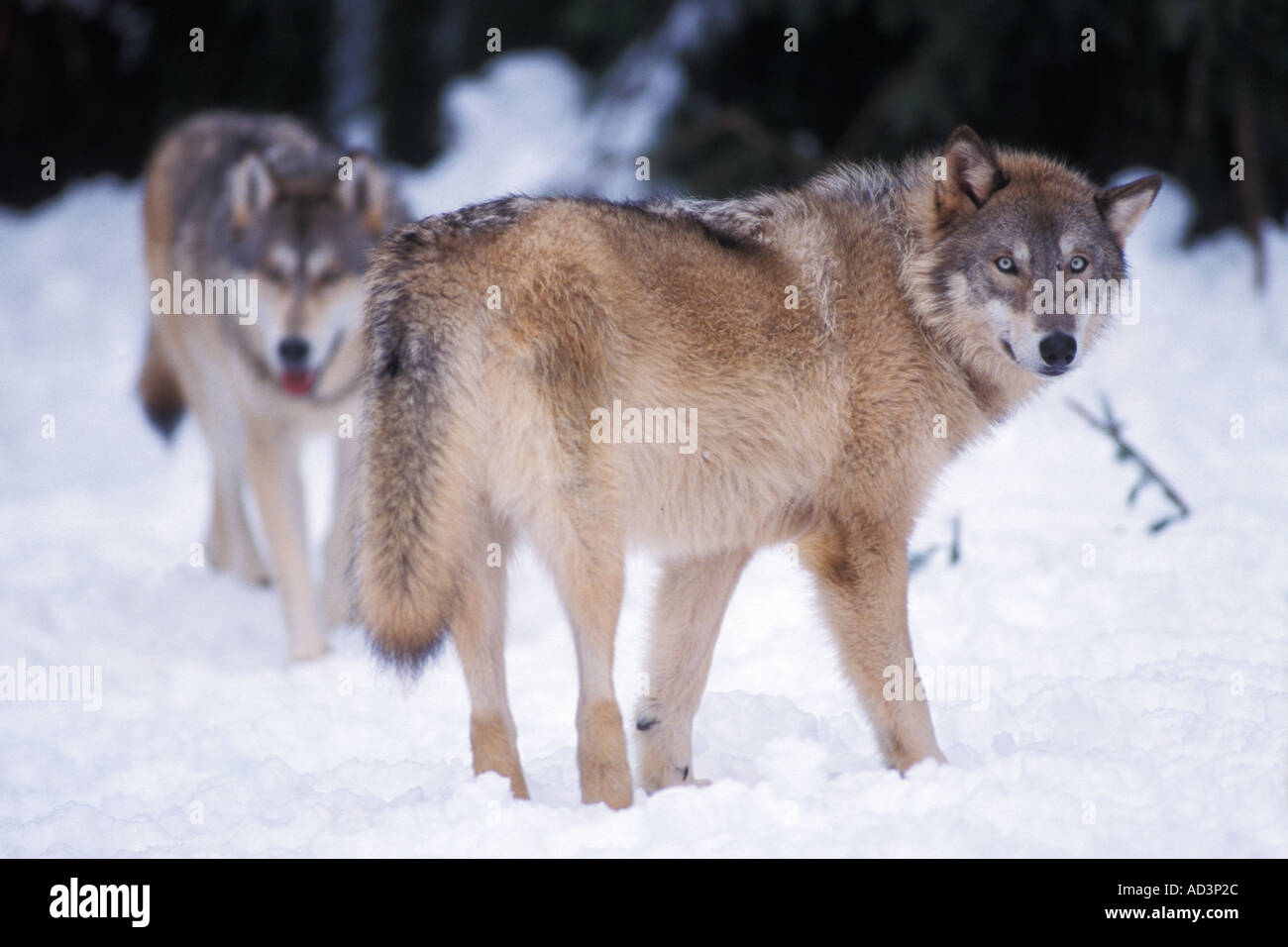 gray wolf Canis lupus a pair in the foothills of the Takshanuk ...