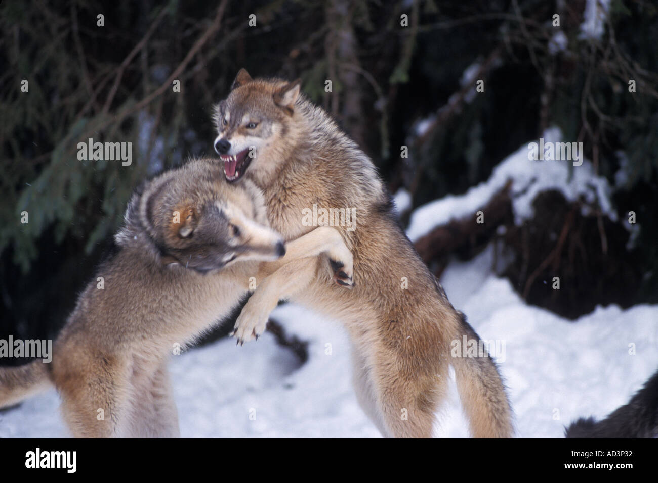 Grey wolves fighting in snow hi-res stock photography and images - Alamy