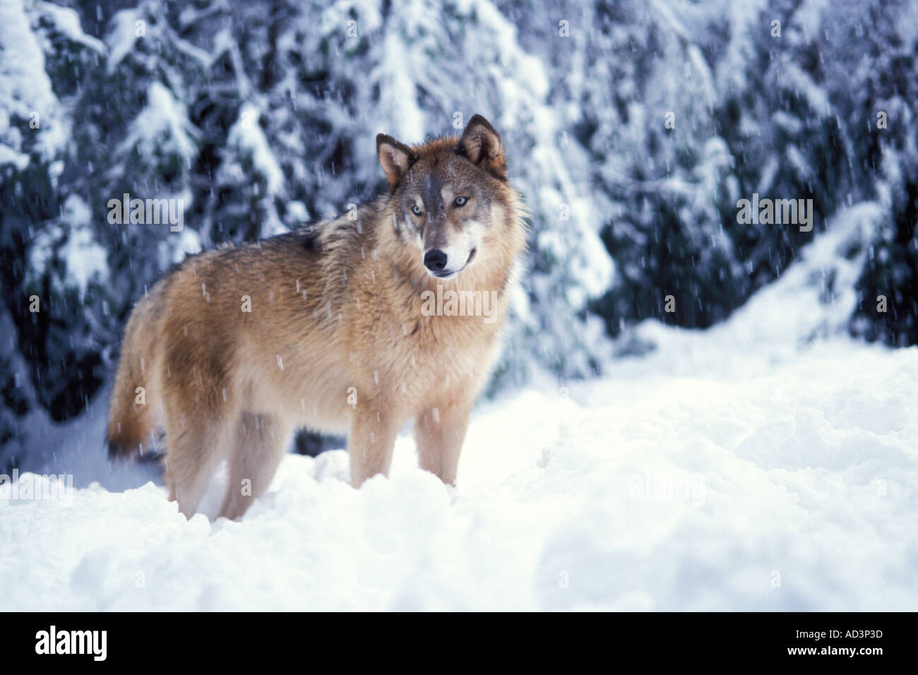Alaska northern grey wolf hi-res stock photography and images - Alamy