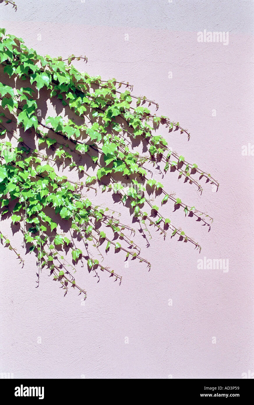 Ivy growing across wall hi-res stock photography and images - Alamy