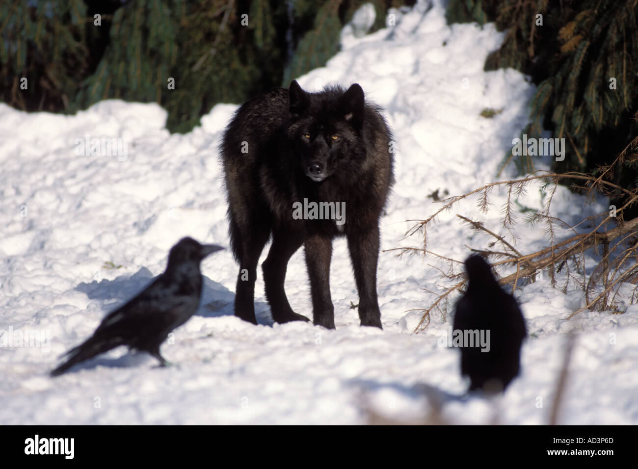 gray wolf Canis lupus female with a black coat and common raven Corvus ...