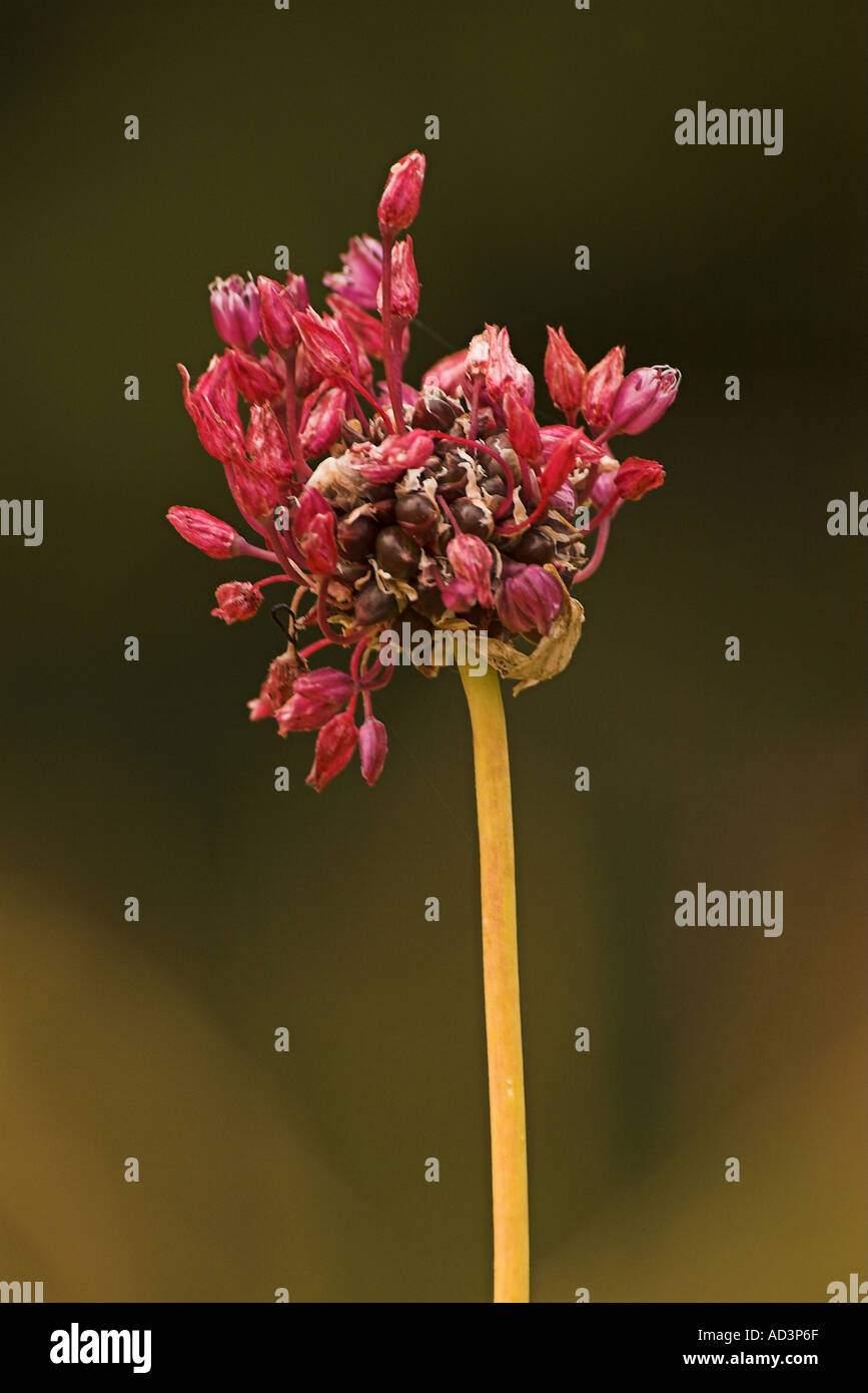 Orange hawkweed Seed pod Pilosella aurantiaca Stock Photo - Alamy
