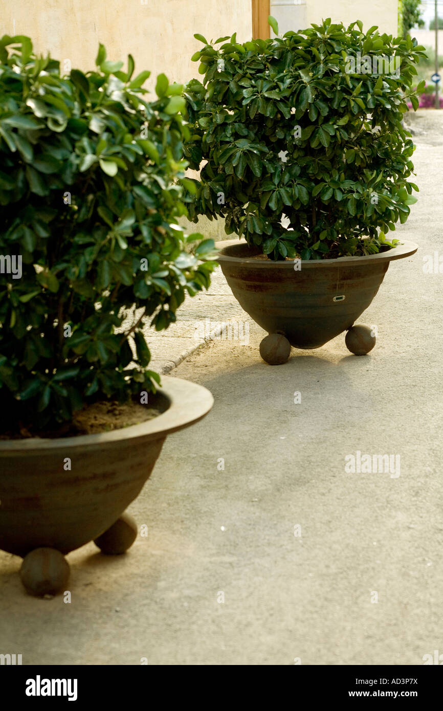 Two large plants in containers on a pavement Stock Photo - Alamy